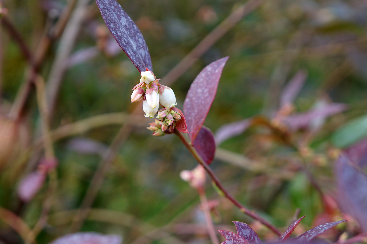 Site is undergoing maintenance